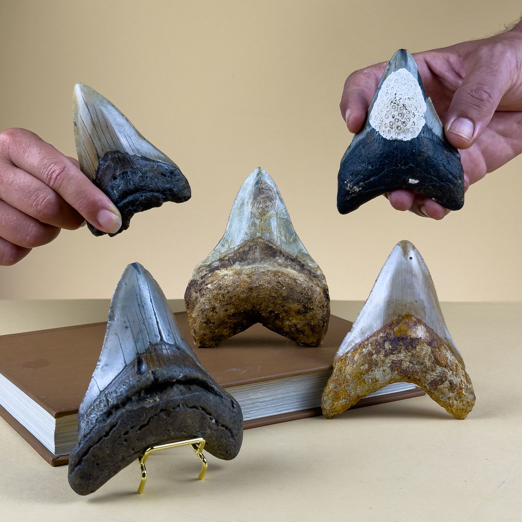Megalodon Fossil Teeth Latiaxis