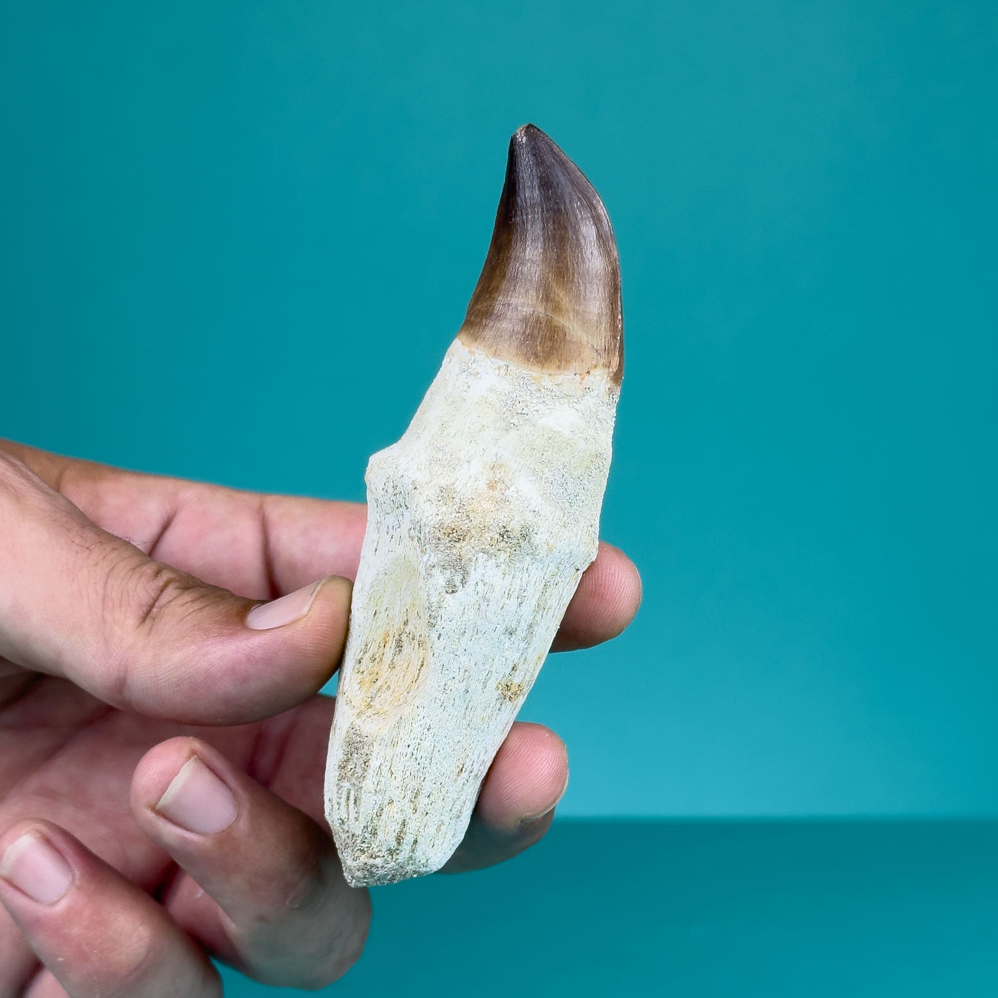 Mosasaurus fossil Teeth from Morocco – Latiaxis