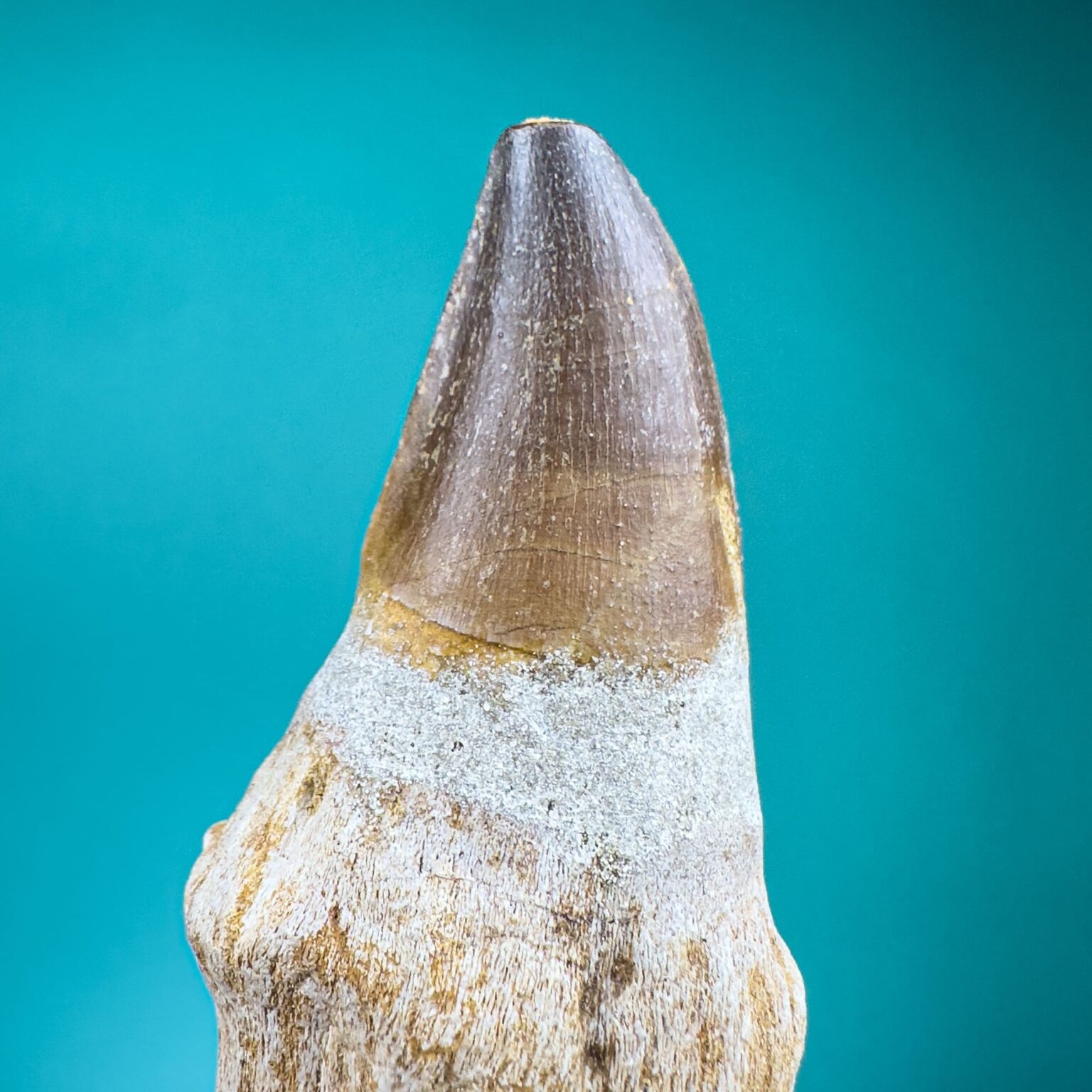Mosasaurus fossil Teeth from Morocco – Latiaxis