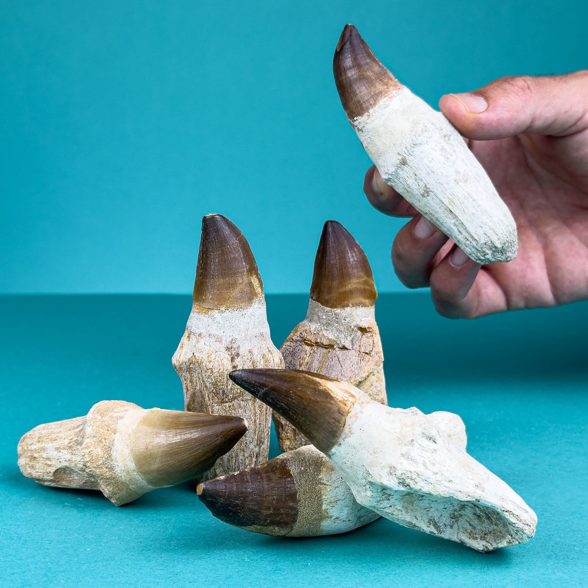 Mosasaurus fossil Teeth from Morocco – Latiaxis