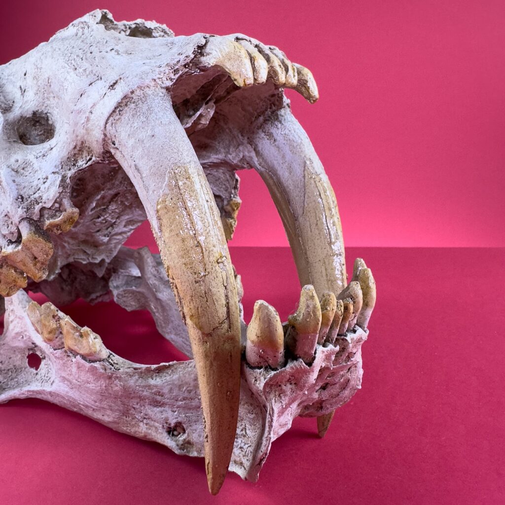 Museum-Quality Smilodon Fatalis Resin Skull Replica – Pleistocene Saber ...