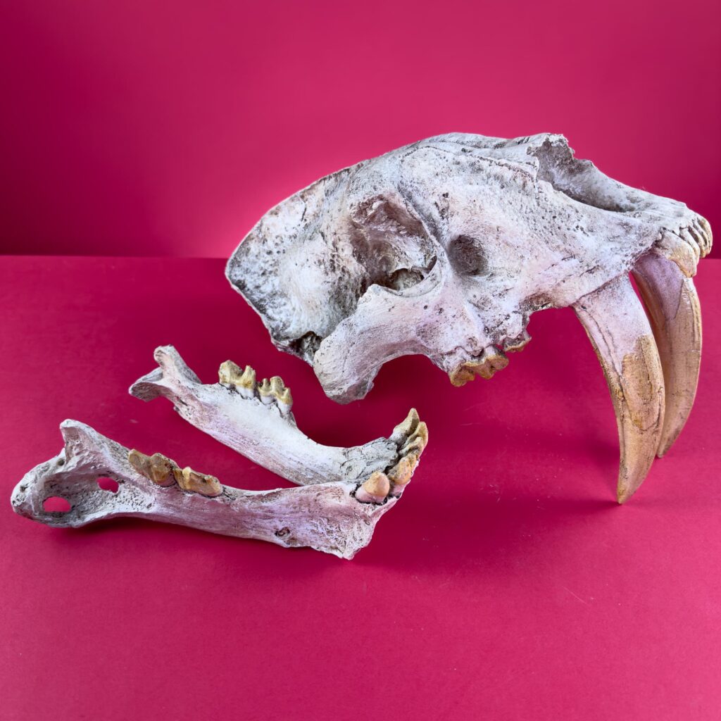 Museum-Quality Smilodon Fatalis Resin Skull Replica – Pleistocene Saber ...