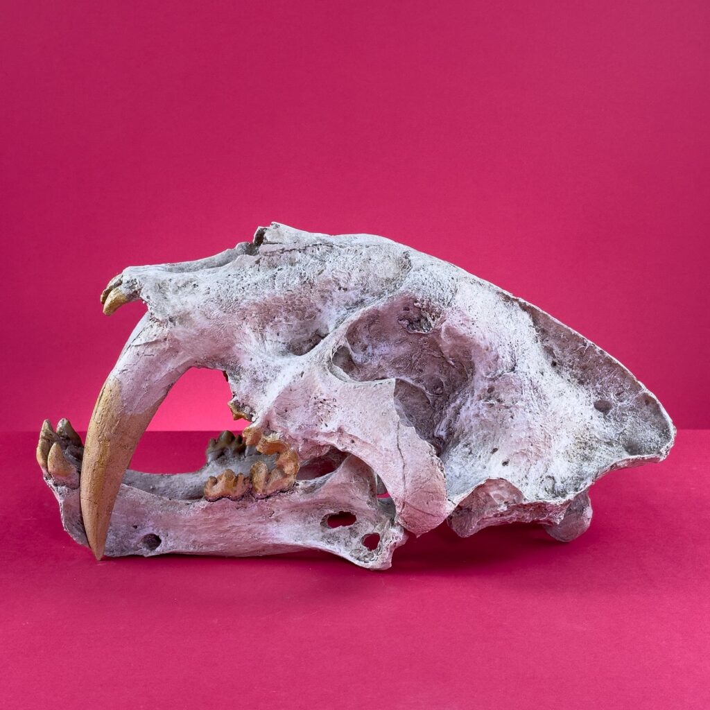 Museum-Quality Smilodon Fatalis Resin Skull Replica – Pleistocene Saber ...