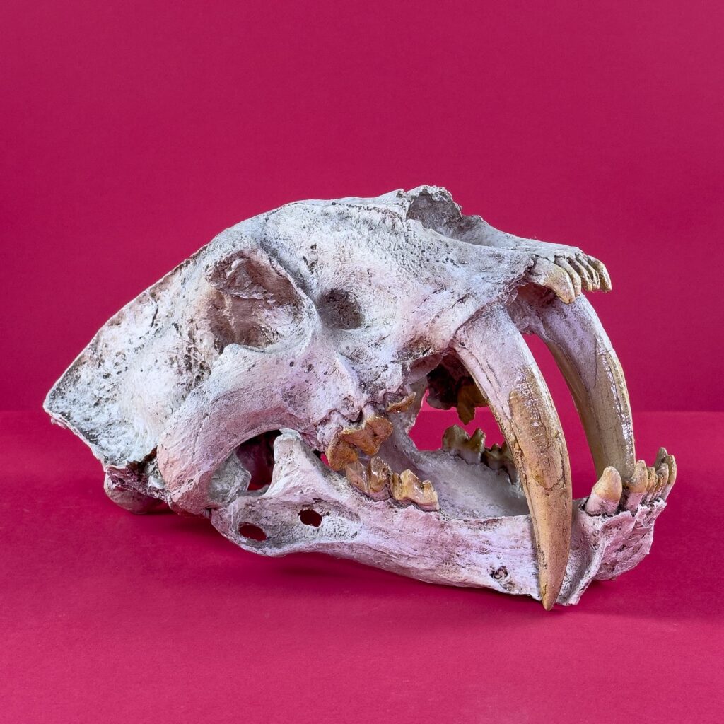 Museum-Quality Smilodon Fatalis Resin Skull Replica – Pleistocene Saber ...