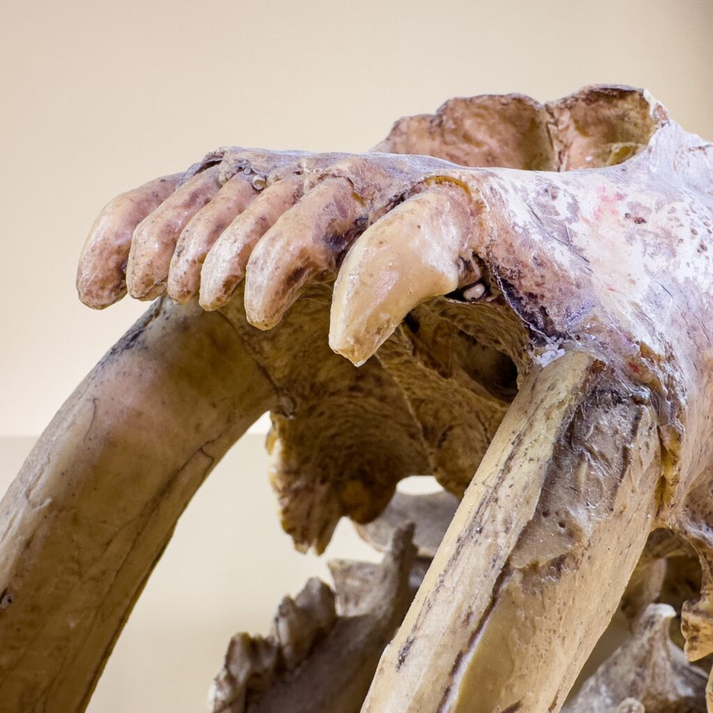 Museum-Quality Smilodon Fatalis Resin Skull Replica – Pleistocene Saber ...