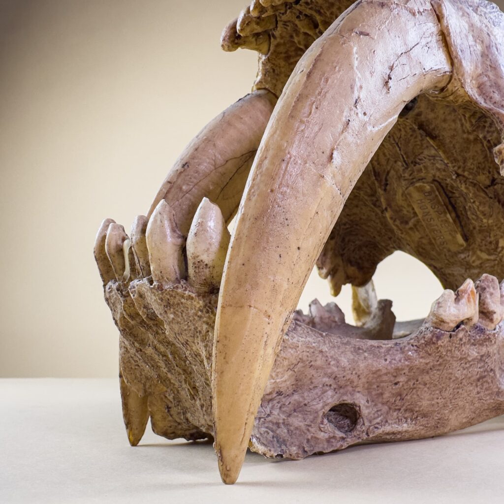 Museum-Quality Smilodon Fatalis Resin Skull Replica – Pleistocene Saber ...