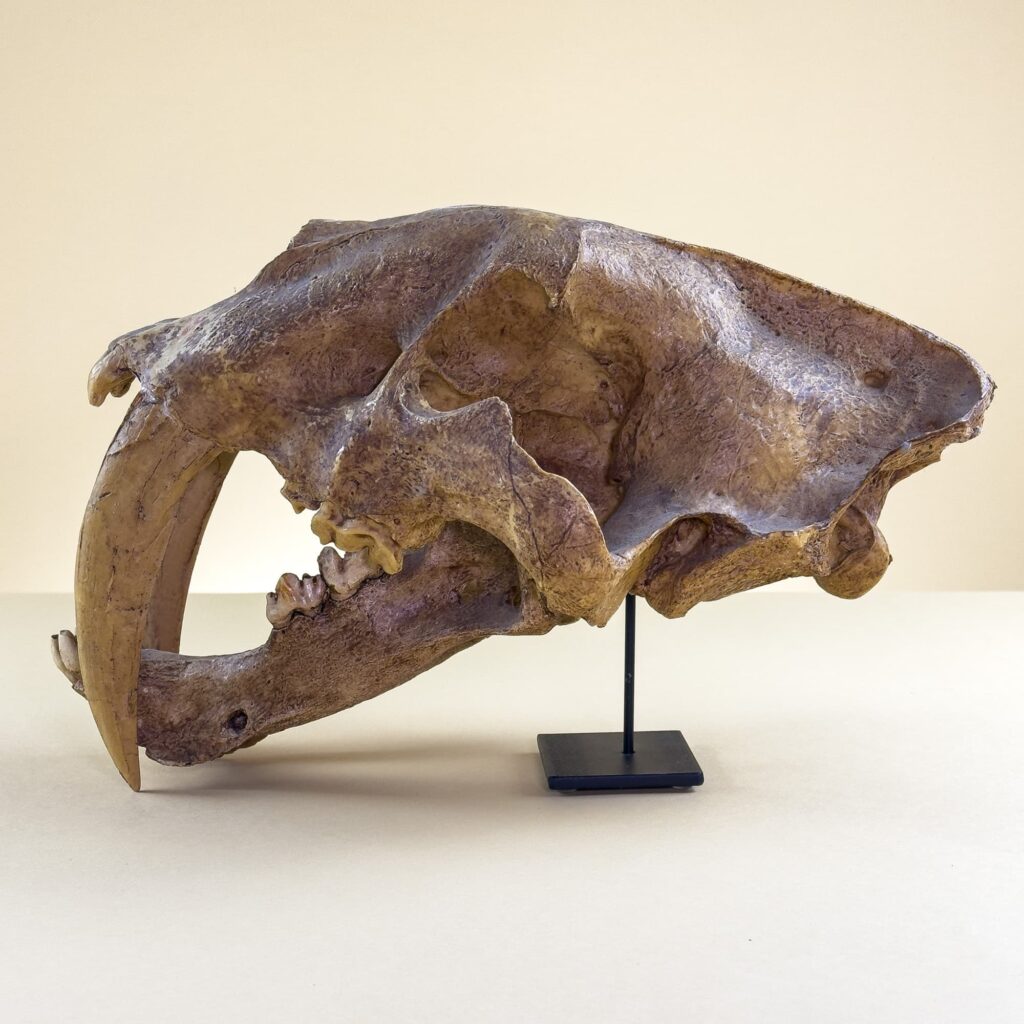 Museum-Quality Smilodon Fatalis Resin Skull Replica – Pleistocene Saber ...