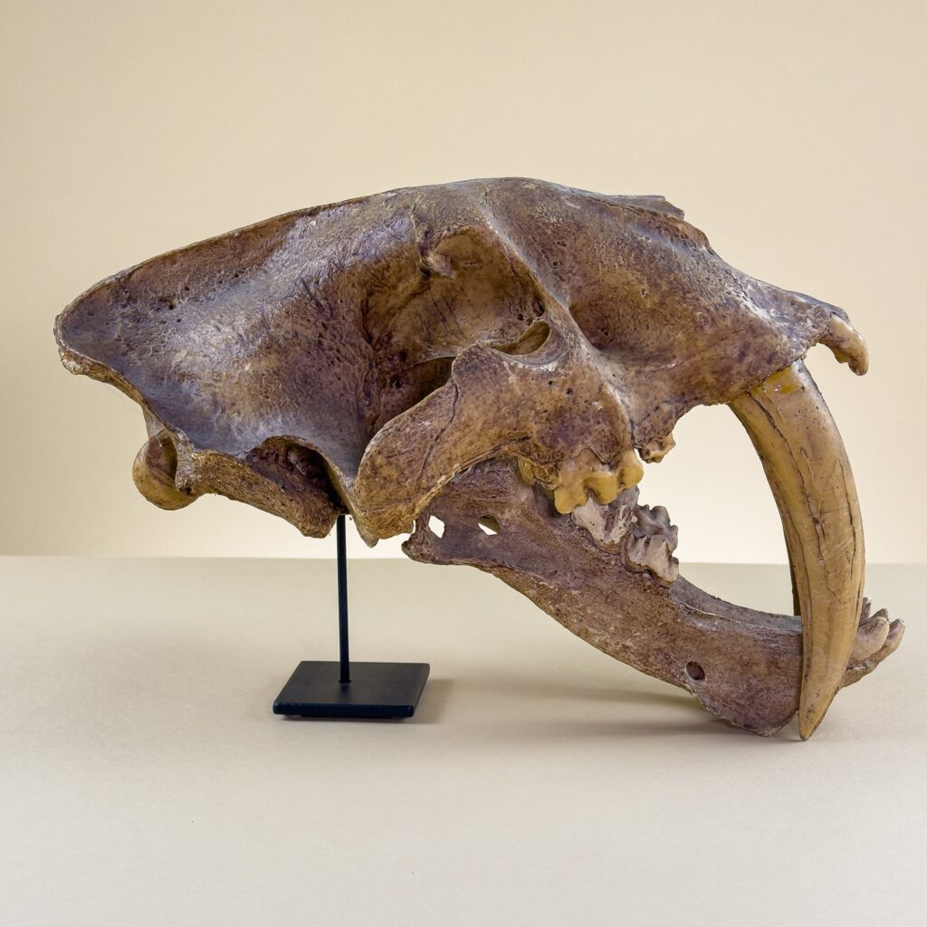 Museum-Quality Smilodon Fatalis Resin Skull Replica – Pleistocene Saber ...