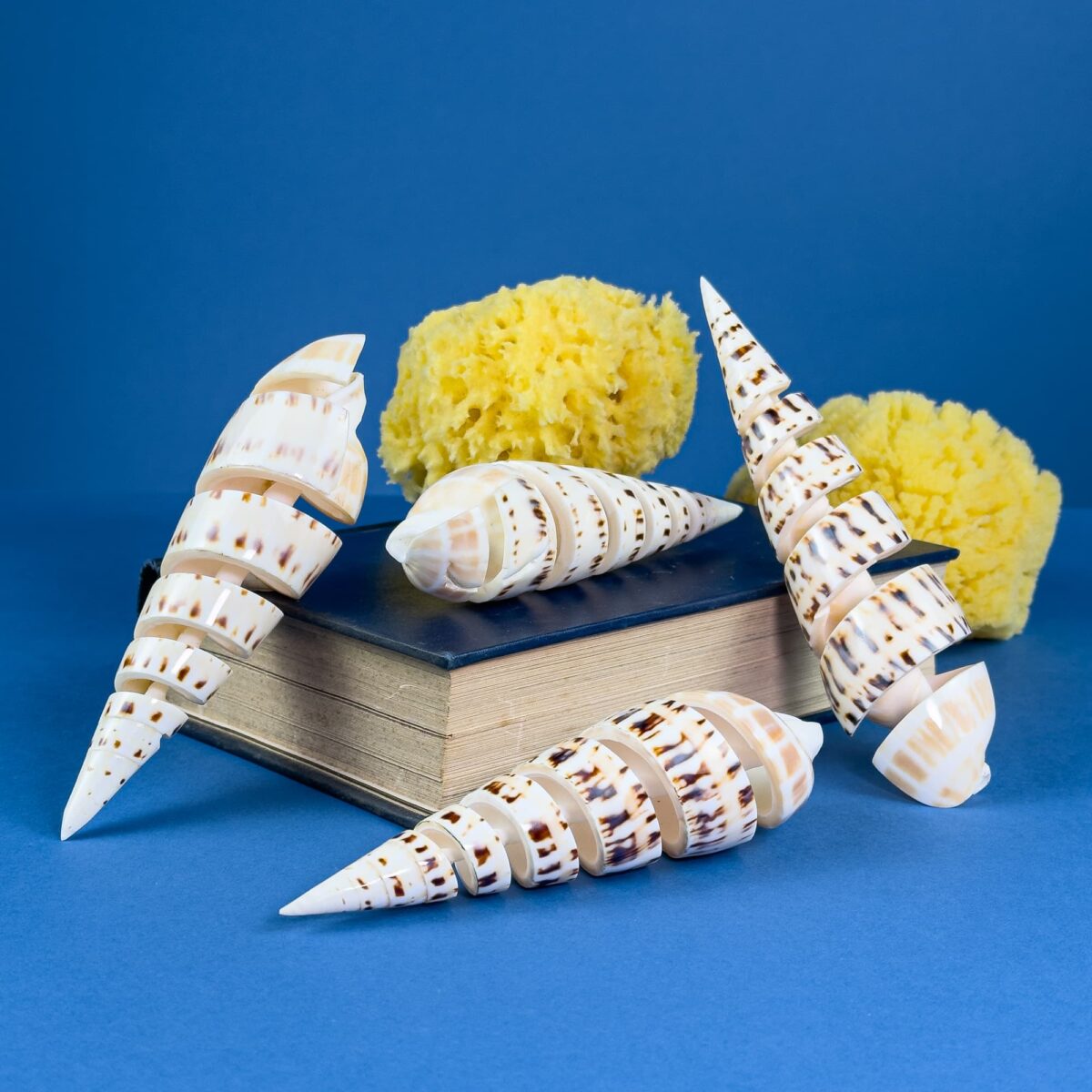 Terebra Maculata Carved Shell (16 cm) – A Masterpiece of Nature ...