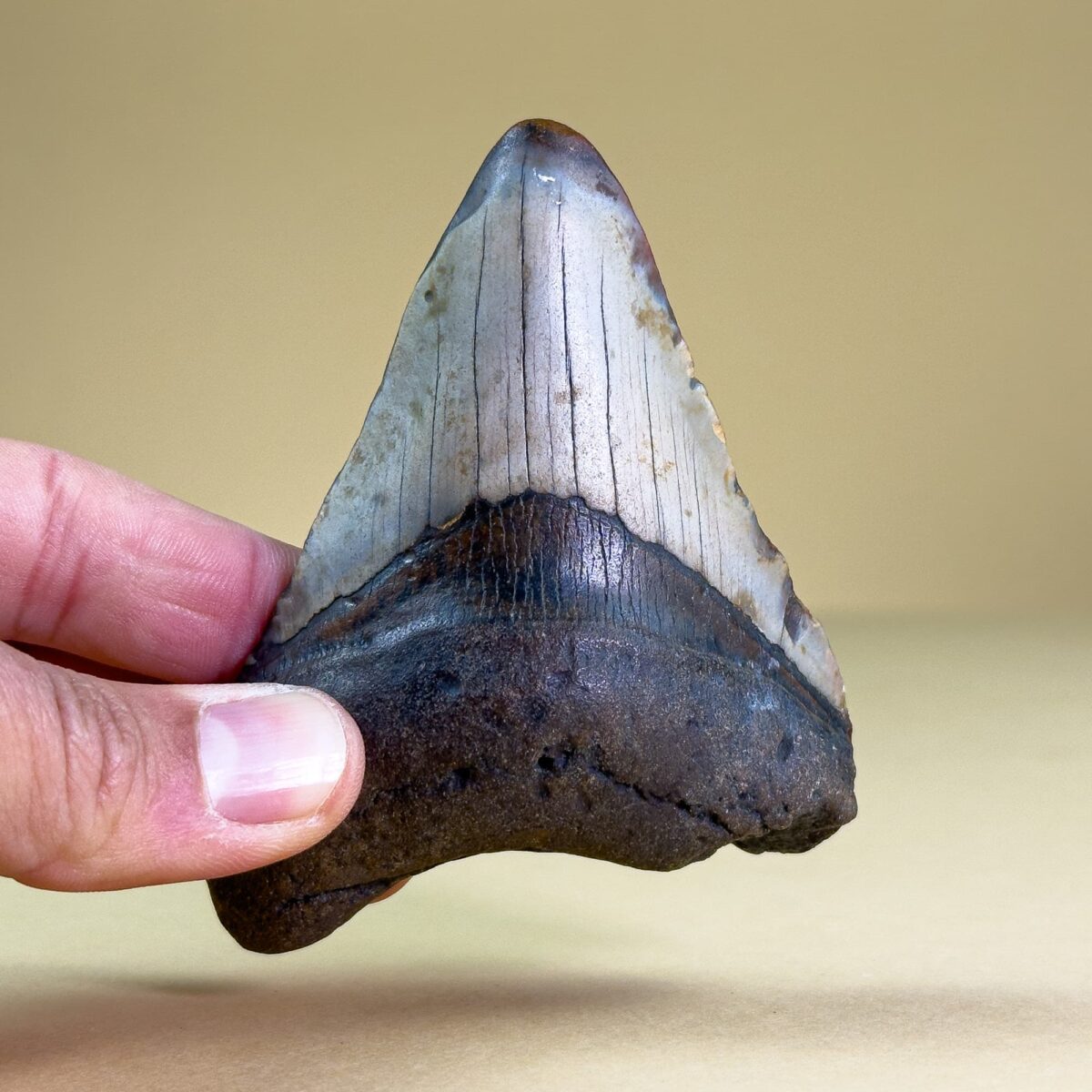 Megalodon fossil teeth – Latiaxis