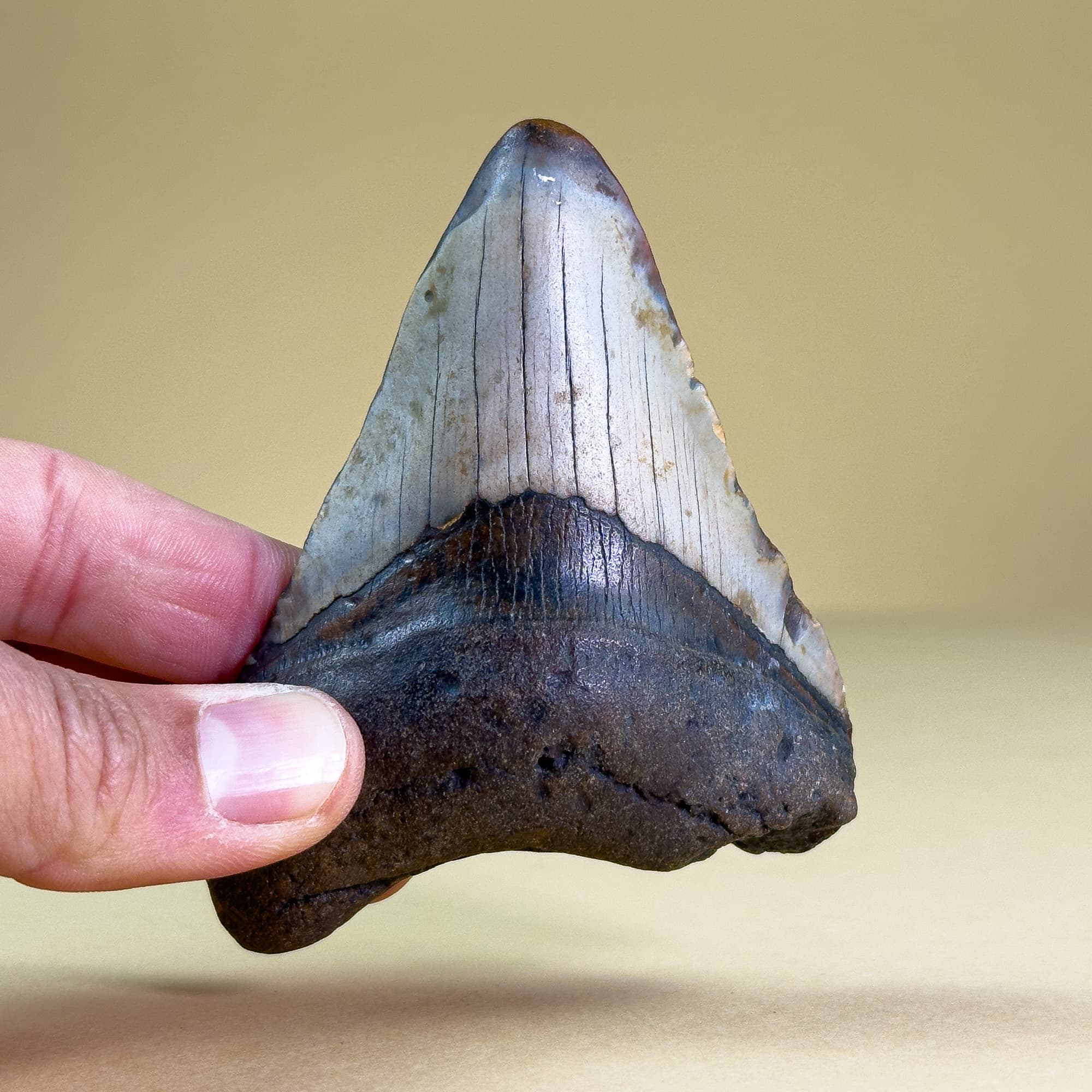 Megalodon Fossil Teeth Latiaxis