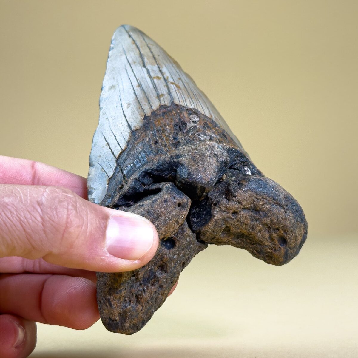 Megalodon fossil teeth – Latiaxis