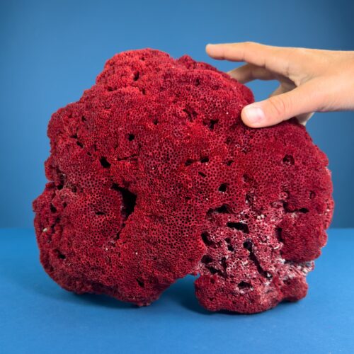 Organ Pipe Coral (Tubipora musica) – Latiaxis