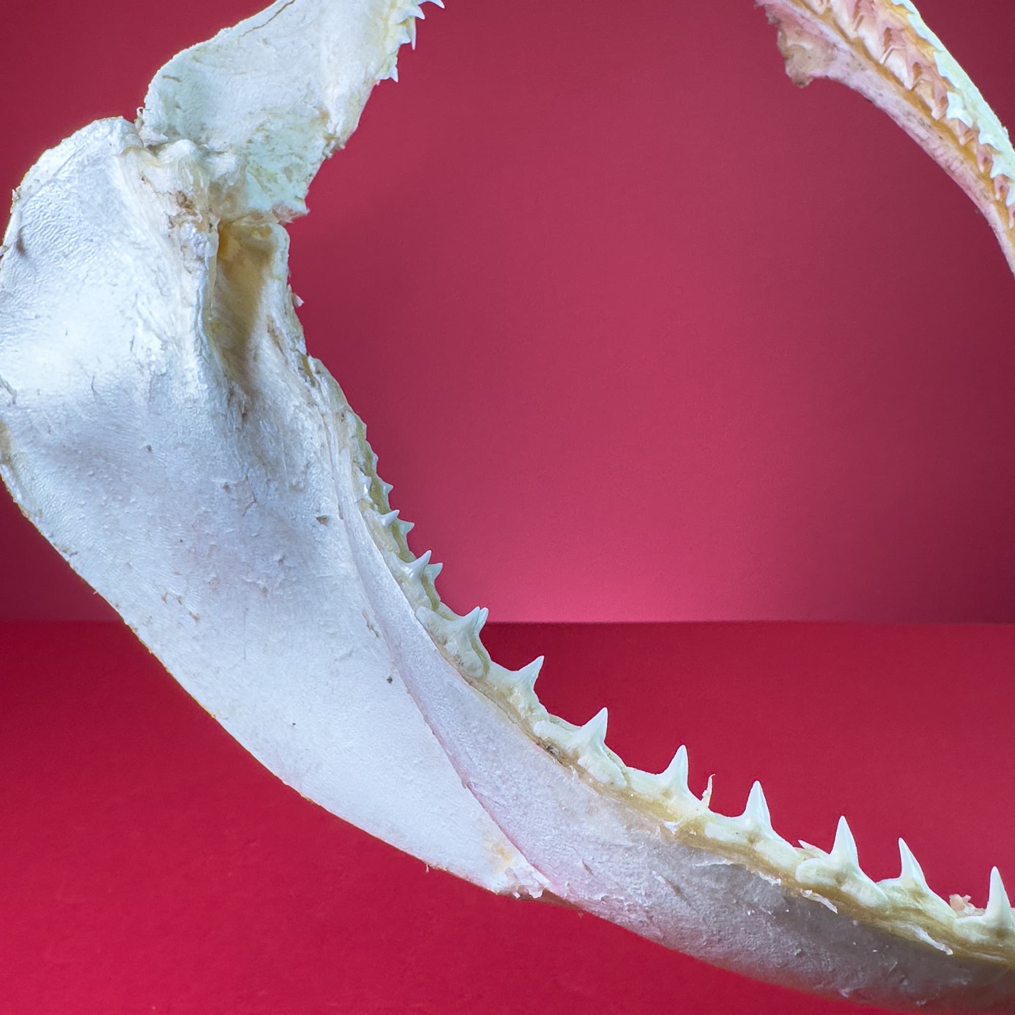 Shark Jaws – Copper Shark (Carcharhinus brachyurus) – Latiaxis