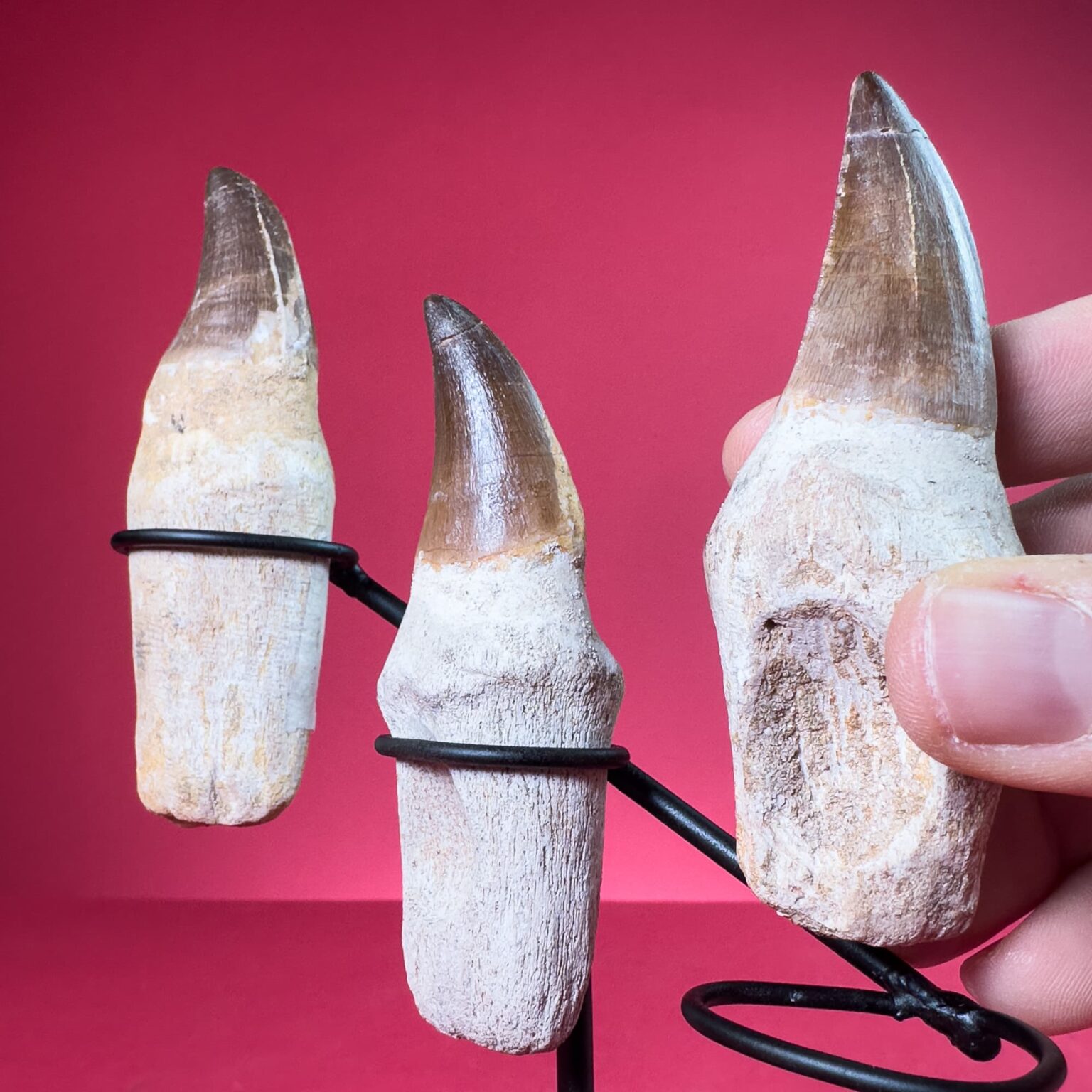 Mosasaurus Fossil Teeth – set of 3 on custom stand – Latiaxis